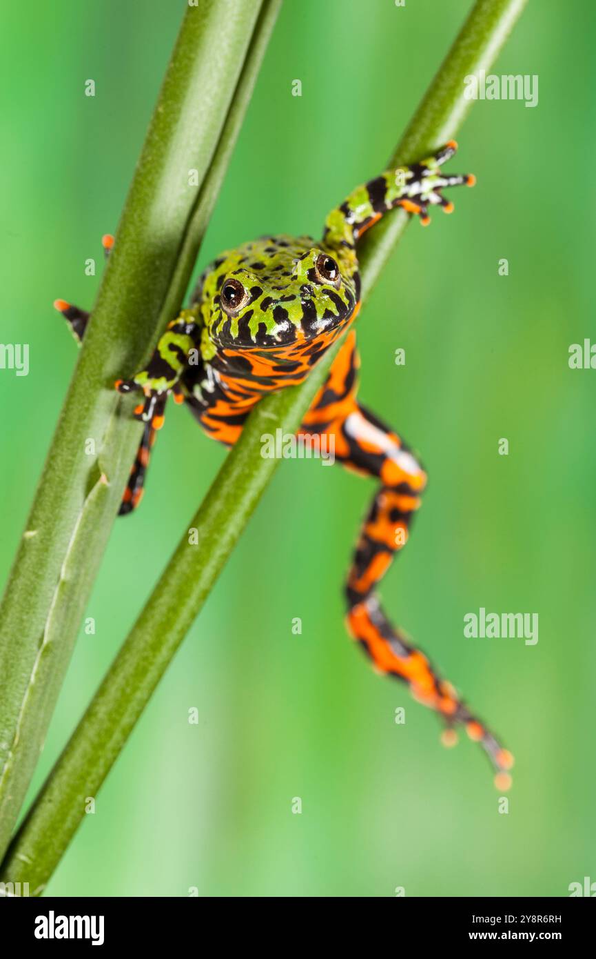 Oriental fire-bellied toad - Bombina orientalis Stock Photo - Alamy