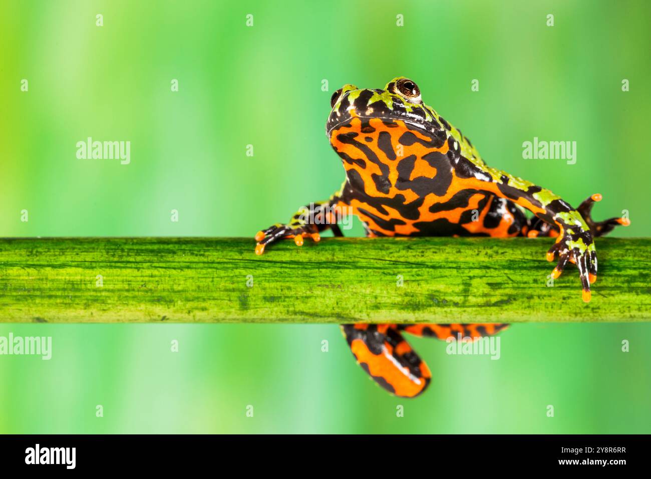 Oriental fire-bellied toad - Bombina orientalis Stock Photo - Alamy