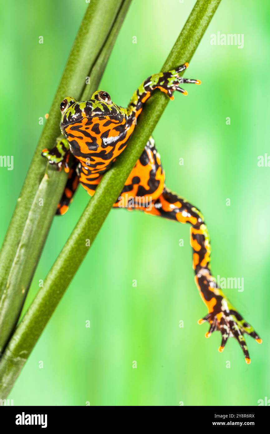 Oriental fire-bellied toad - Bombina orientalis Stock Photo - Alamy