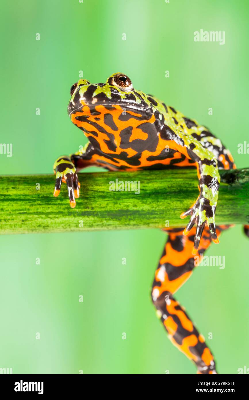 Oriental fire-bellied toad - Bombina orientalis Stock Photo - Alamy