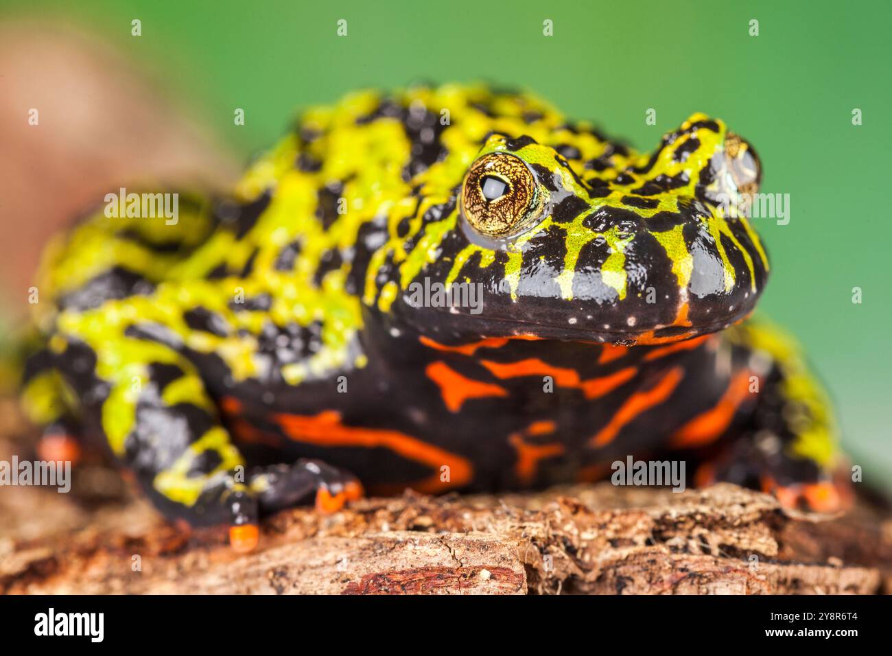 Oriental fire-bellied toad - Bombina orientalis Stock Photo - Alamy