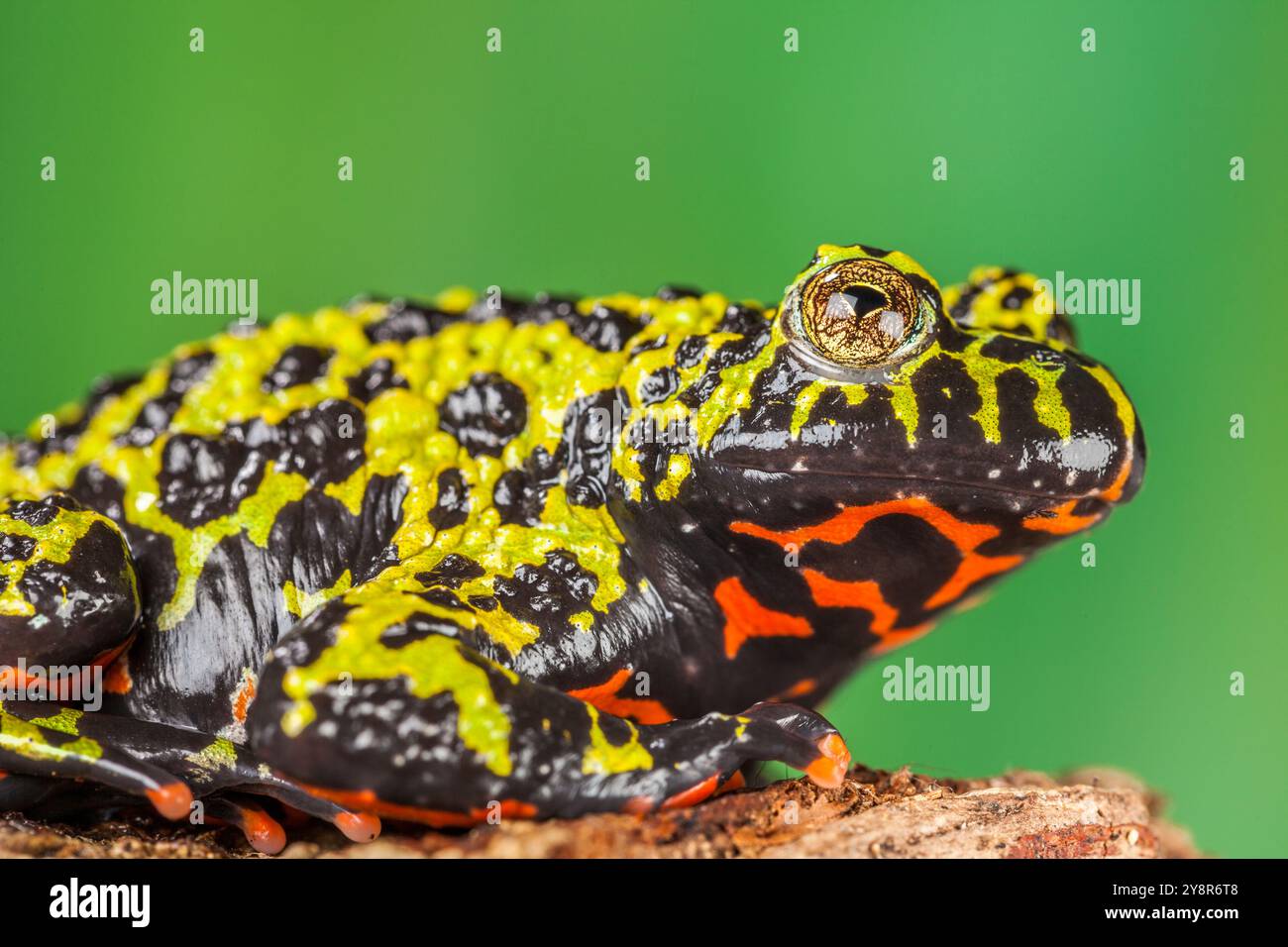 Oriental fire-bellied toad - Bombina orientalis Stock Photo - Alamy