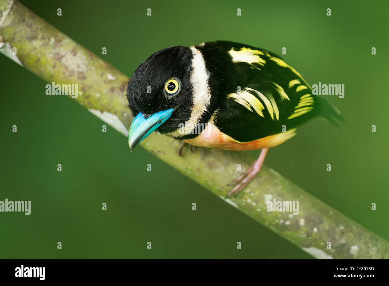 Black-and-yellow broadbill Eurylaimus ochromalus small bird black head ...
