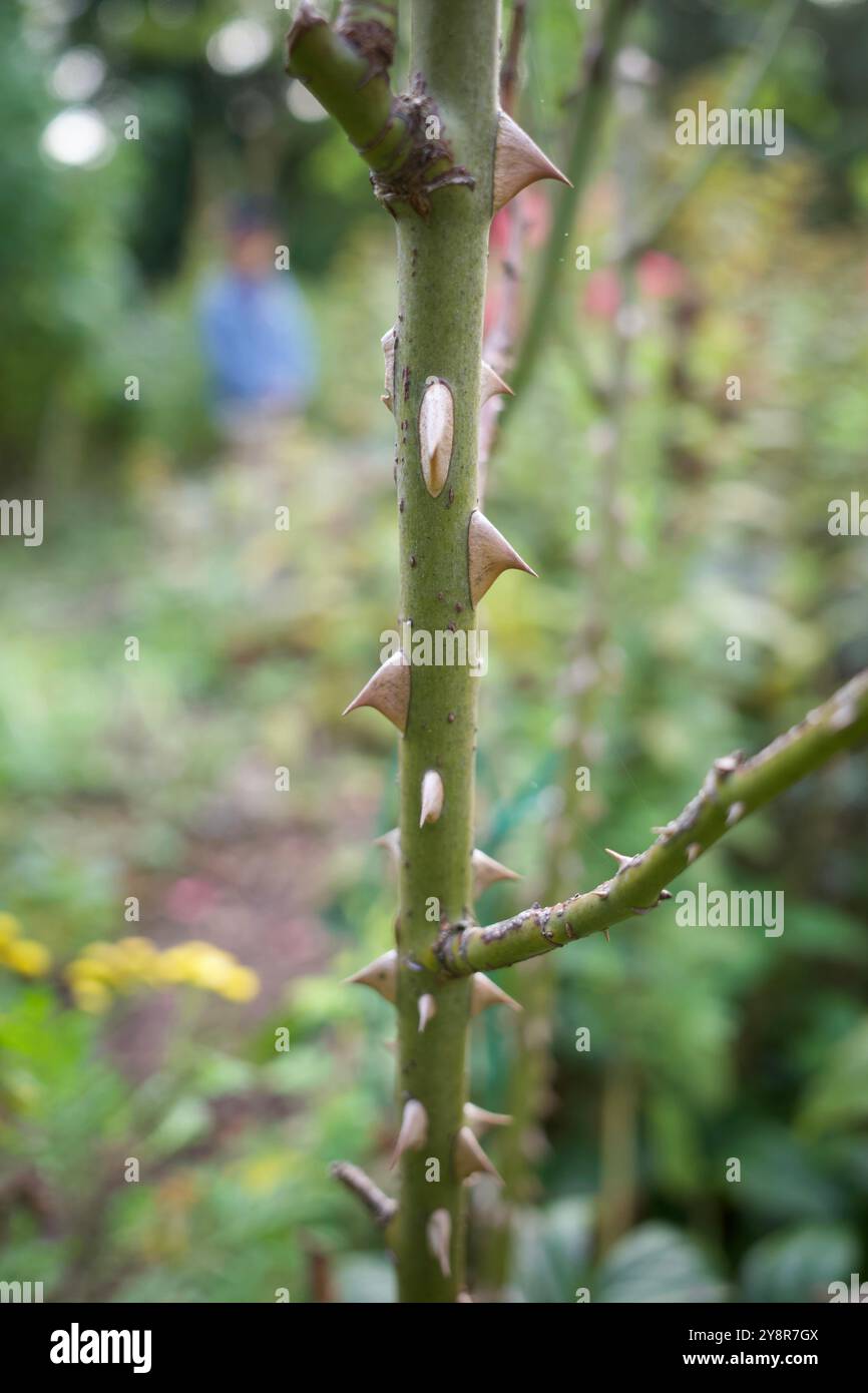 Detailed flower spikes hi-res stock photography and images - Alamy