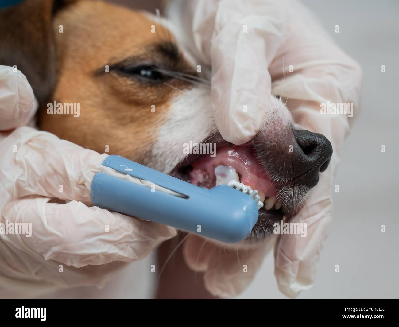A vet is cleaning the teeth of a Jack Russell Terrier Stock Photo - Alamy