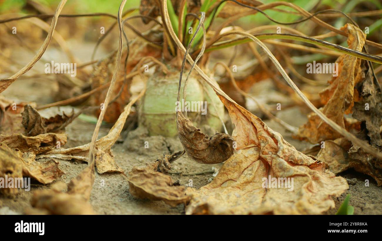 Drought beet sugar field dry land Beta vulgaris altissima garden, very ...
