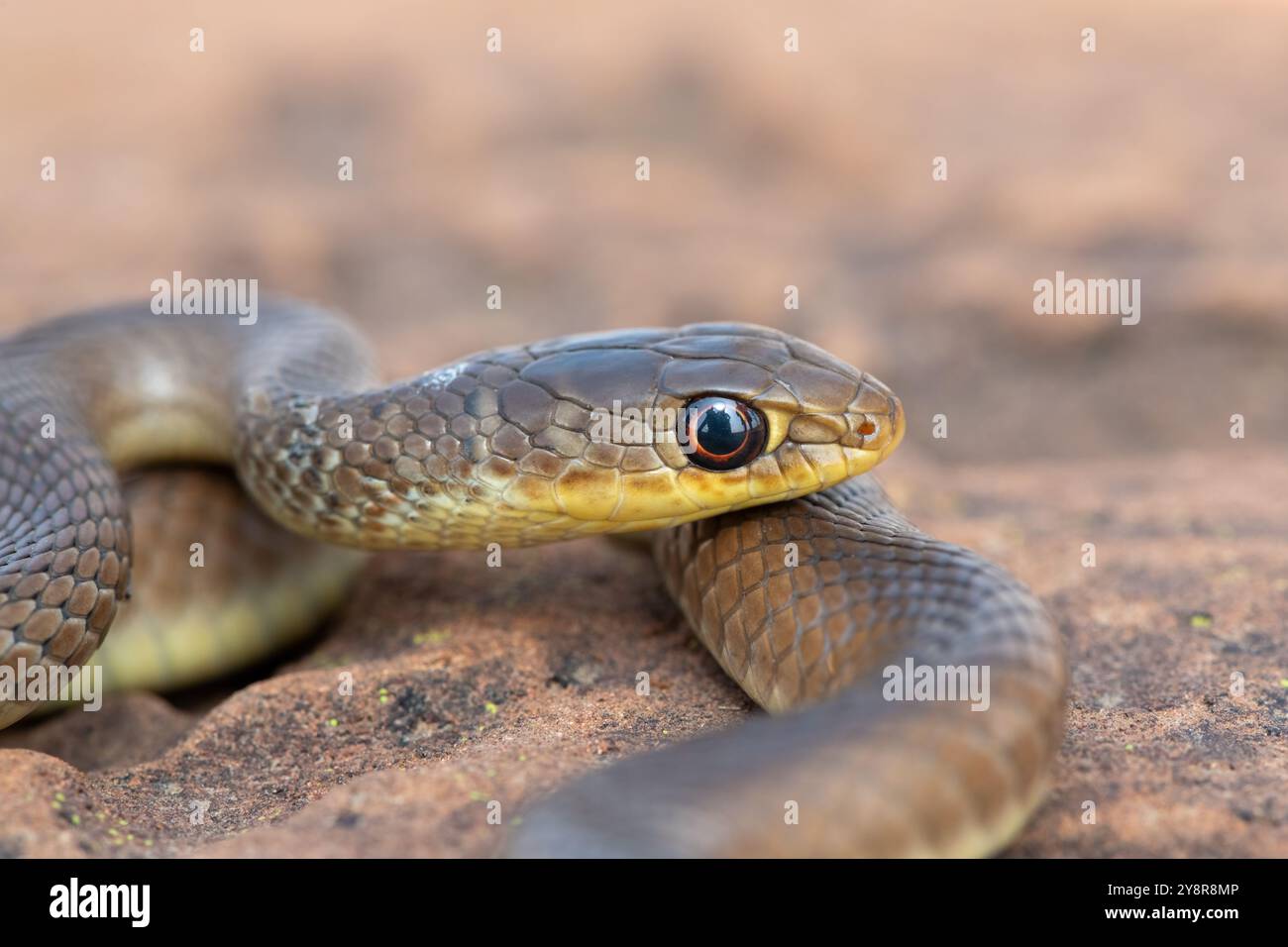 A juvenile short-snouted grass snake (Psammophis brevirostris) in the ...