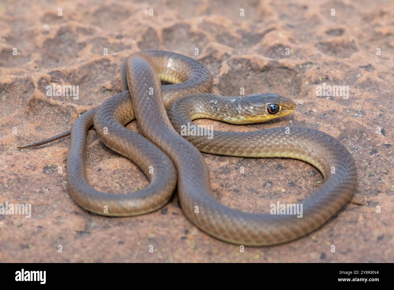 A juvenile short-snouted grass snake (Psammophis brevirostris) in the ...