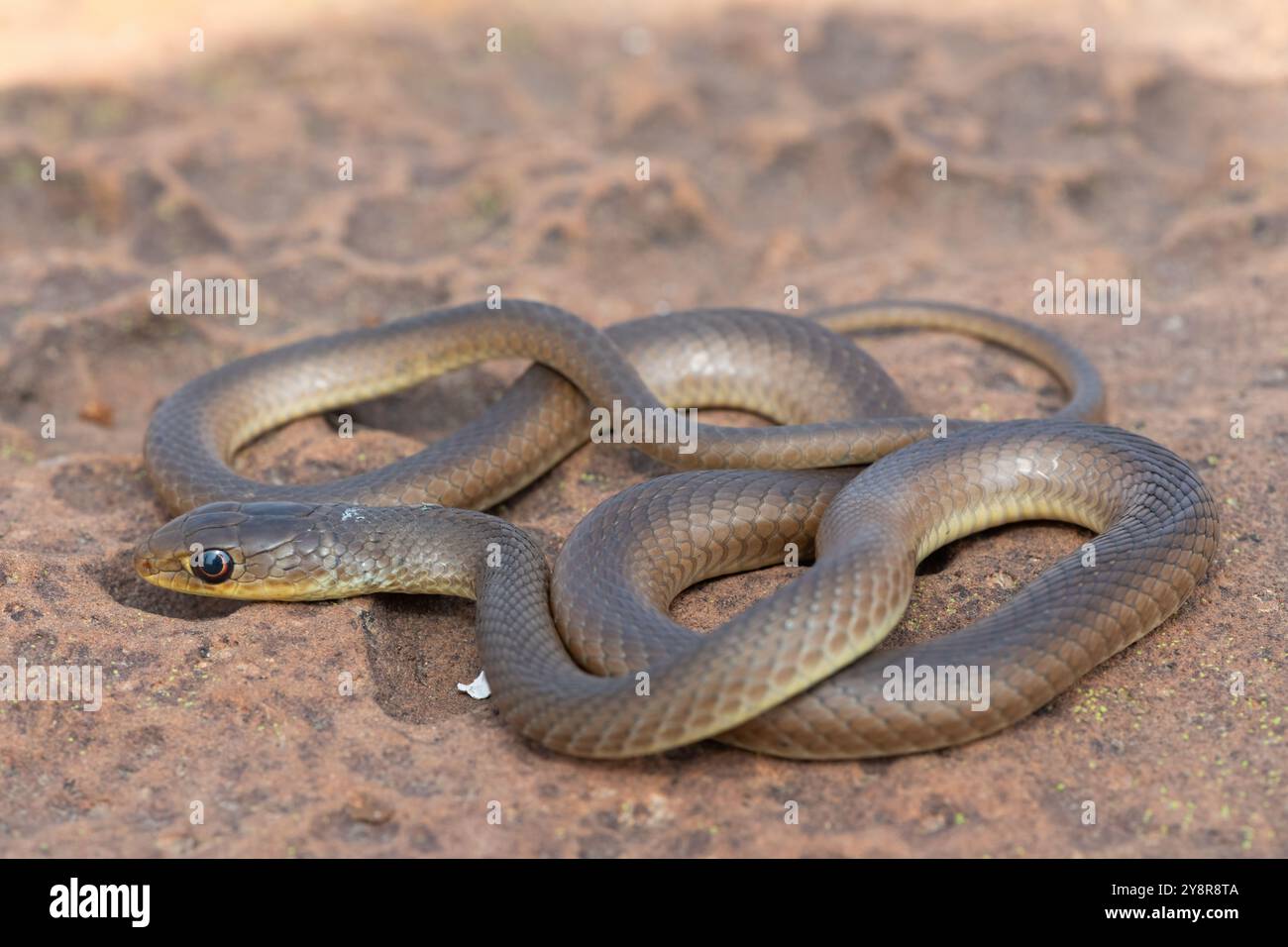 A juvenile short-snouted grass snake (Psammophis brevirostris) in the ...