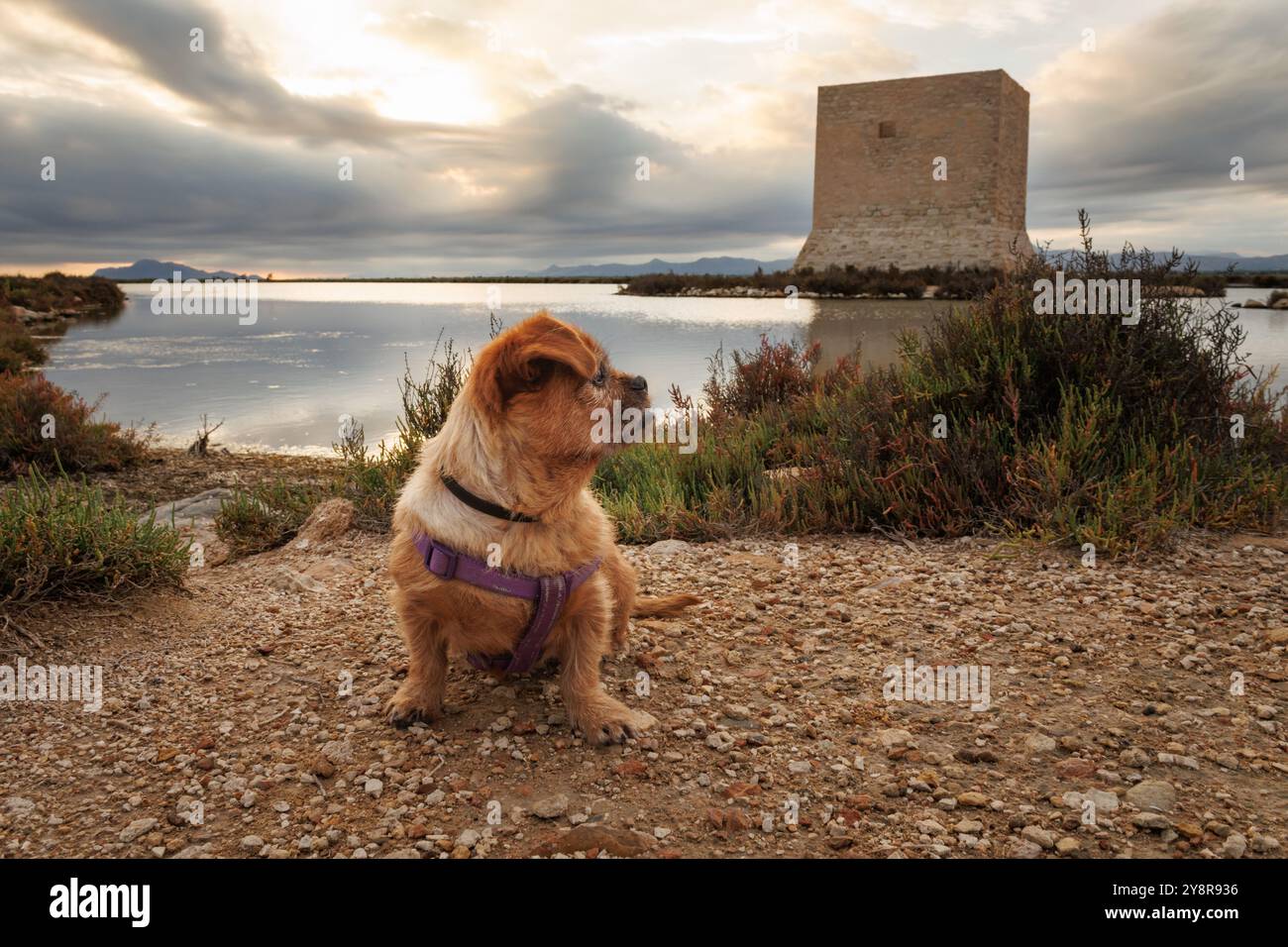 Nami the dog sightseeing in the Salinas de Santa Pola, Spain Stock ...