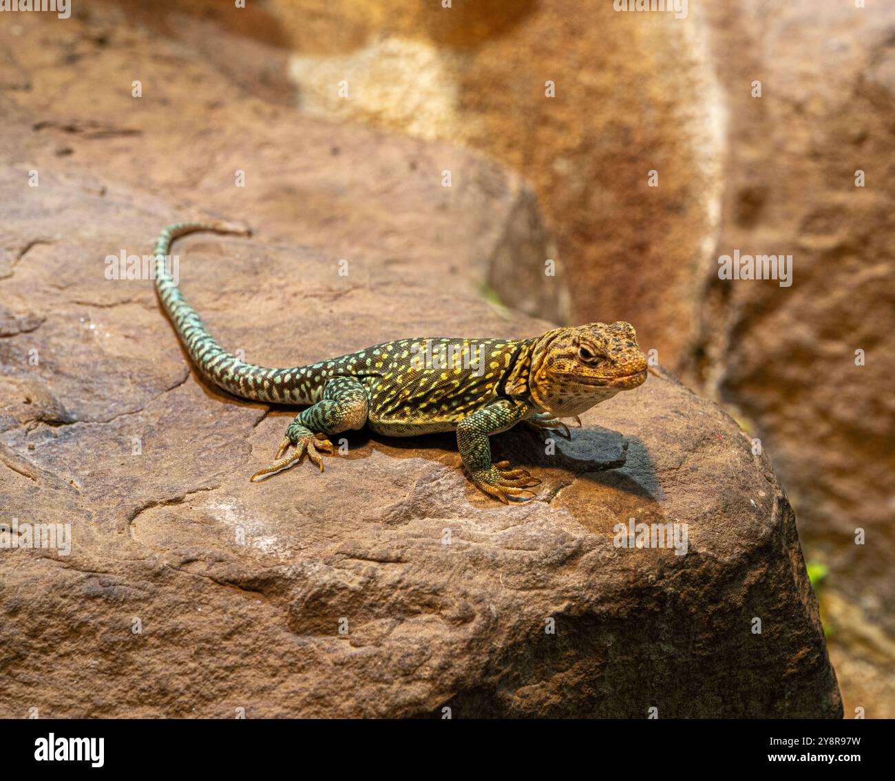 Portrait of Collared iguana (Crotaphytus collaris) basking on rock ...
