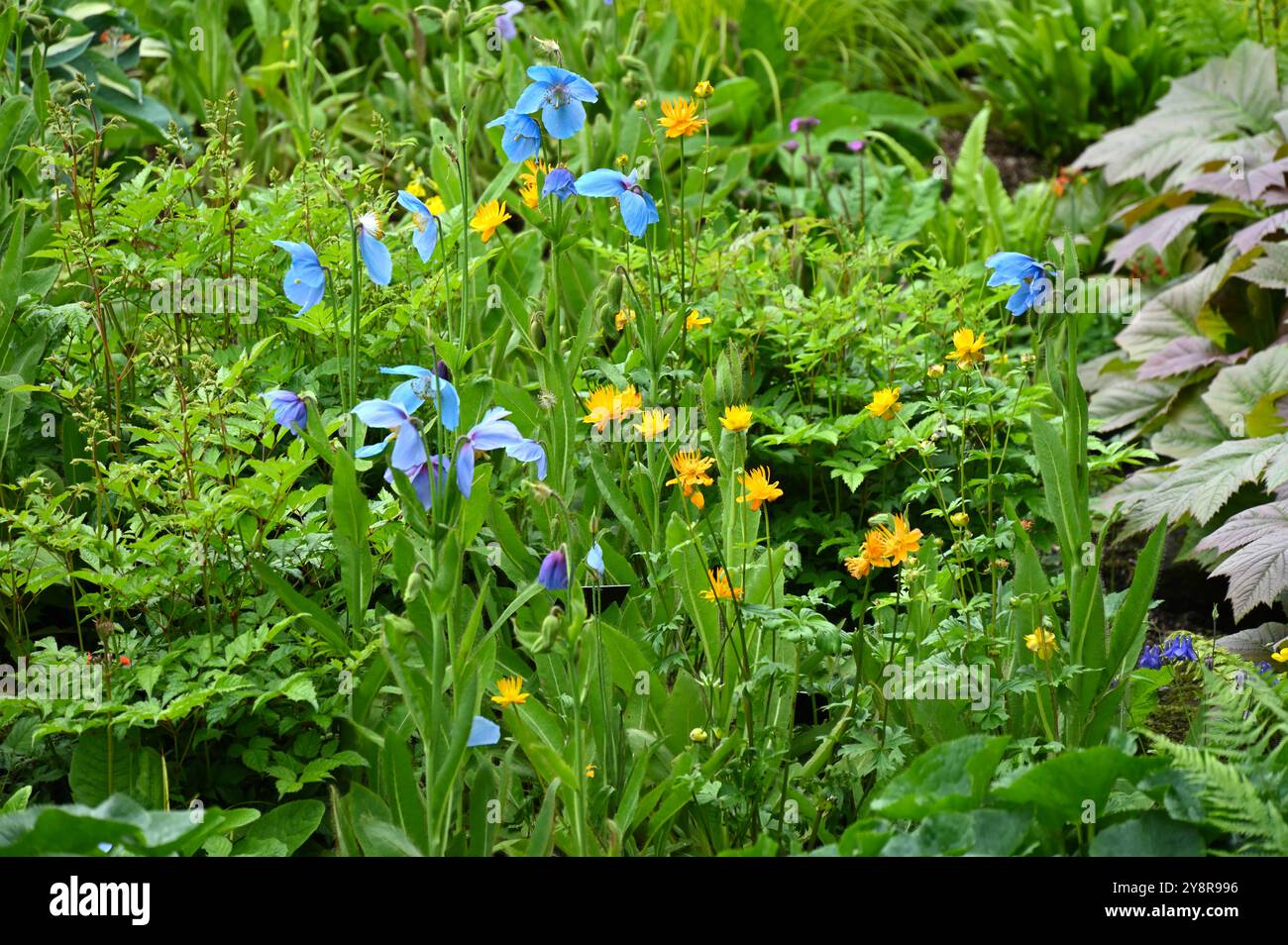 Gorgeous springy flowers of Meconopsis or Himalayan blue poppies and ...