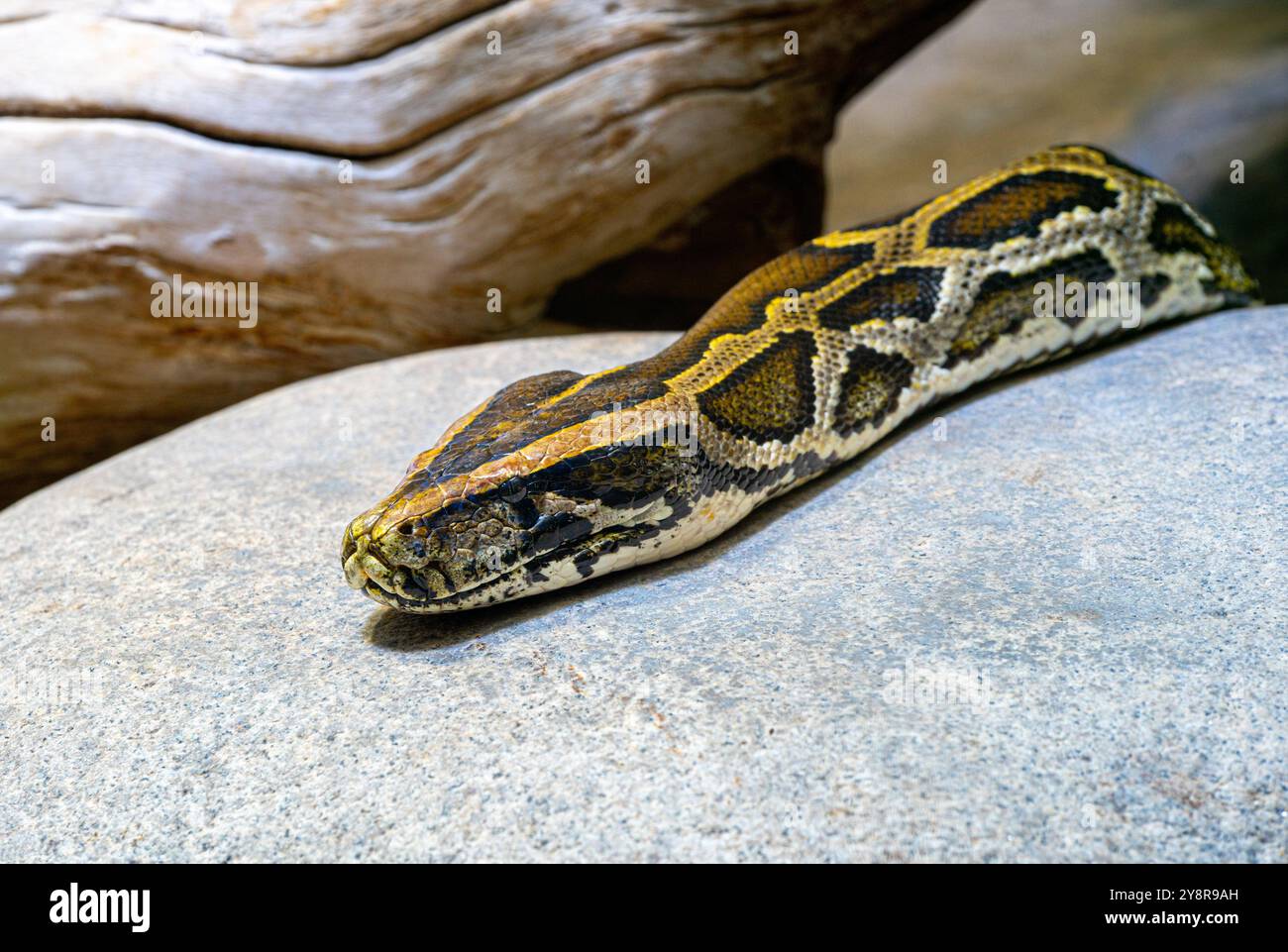 Endangered fauna of southeast asia hi-res stock photography and images ...