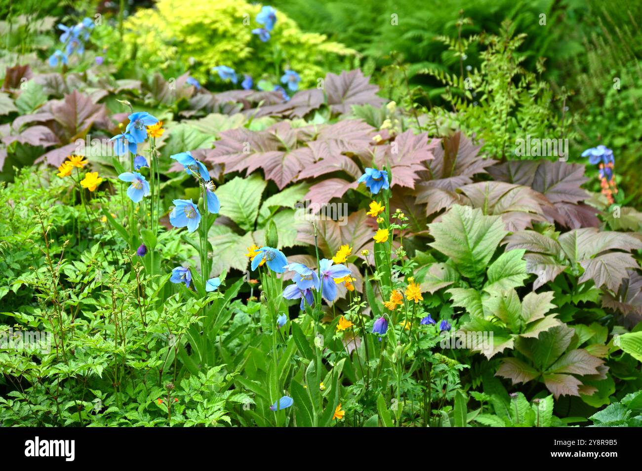 Gorgeous springy flowers of Meconopsis or Himalayan blue poppies and ...