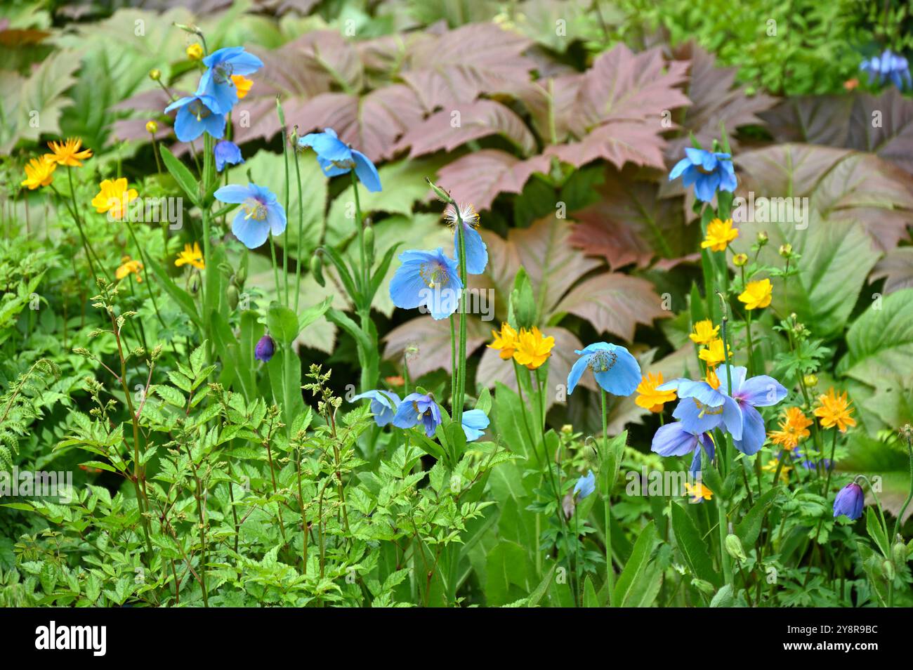 Gorgeous springy flowers of Meconopsis or Himalayan blue poppies and ...