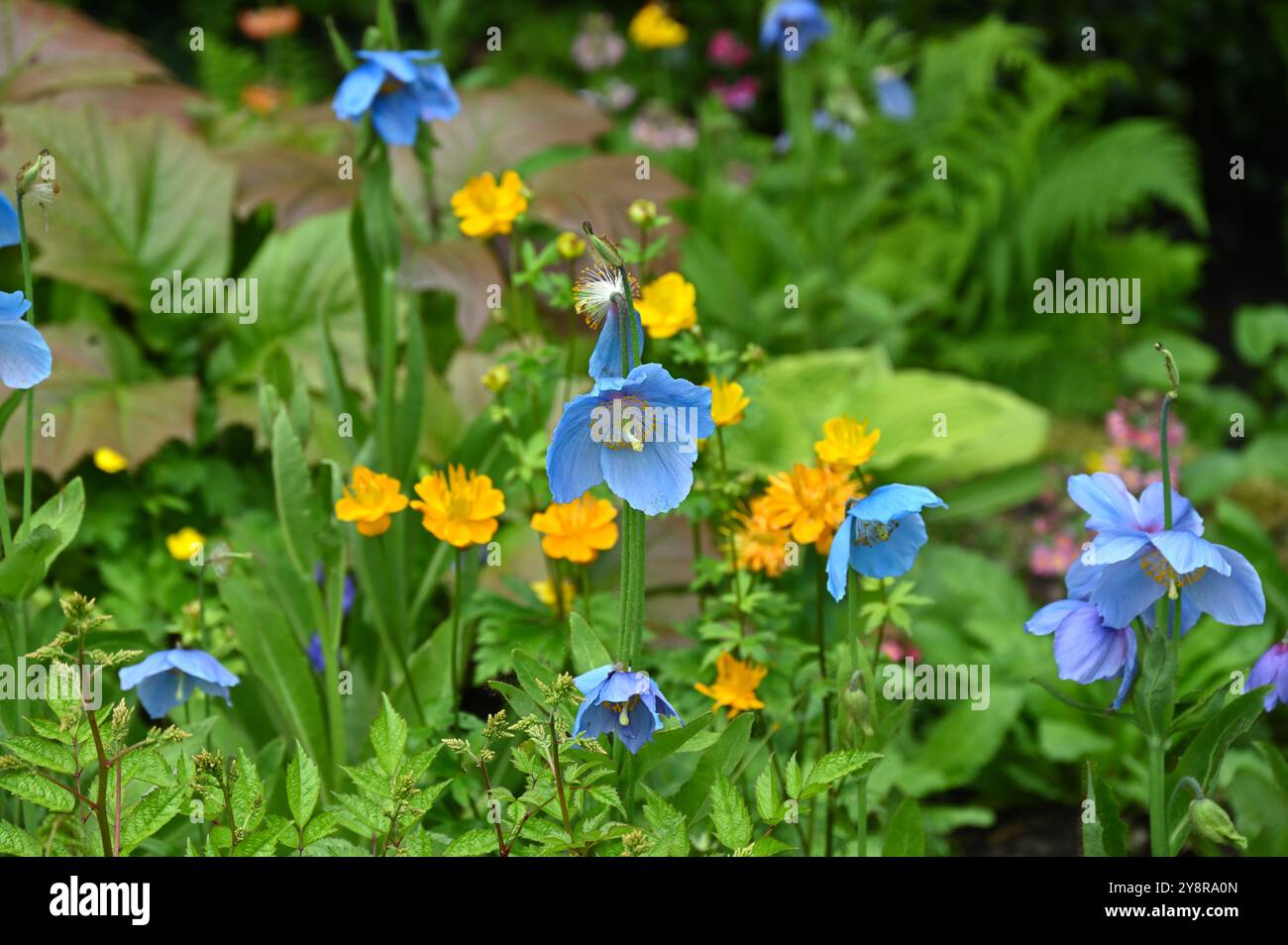 Gorgeous spring poppy flowers of Meconopsis or Himalayan blue poppies ...