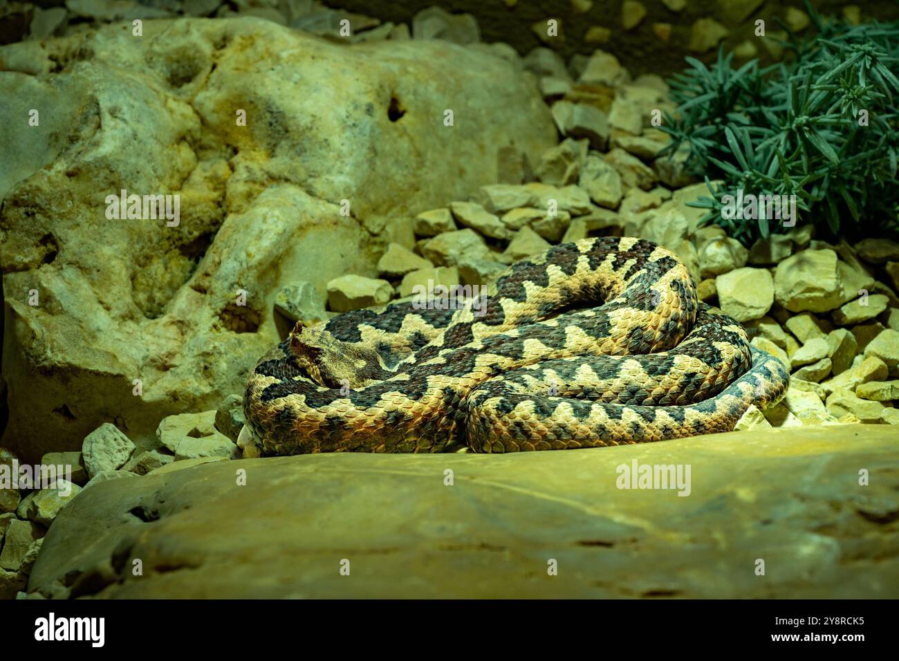Horned Viper, Long-nosed Viper or Common Sand Adder (Vipera ammodytes ...
