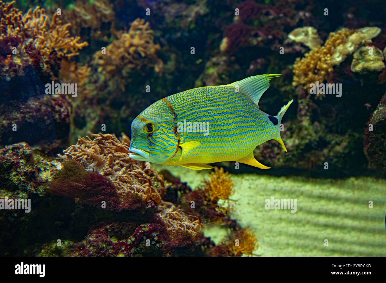 Blue-lined seabream or sailfin snapper (Symphorichthys spilurus) is a ...