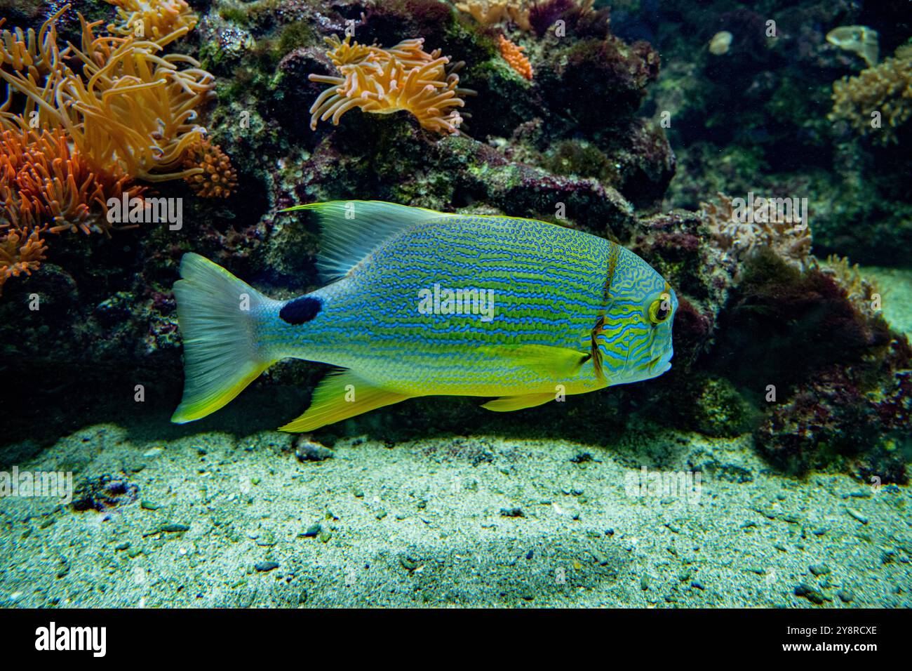 Blue-lined seabream or sailfin snapper (Symphorichthys spilurus) is a ...