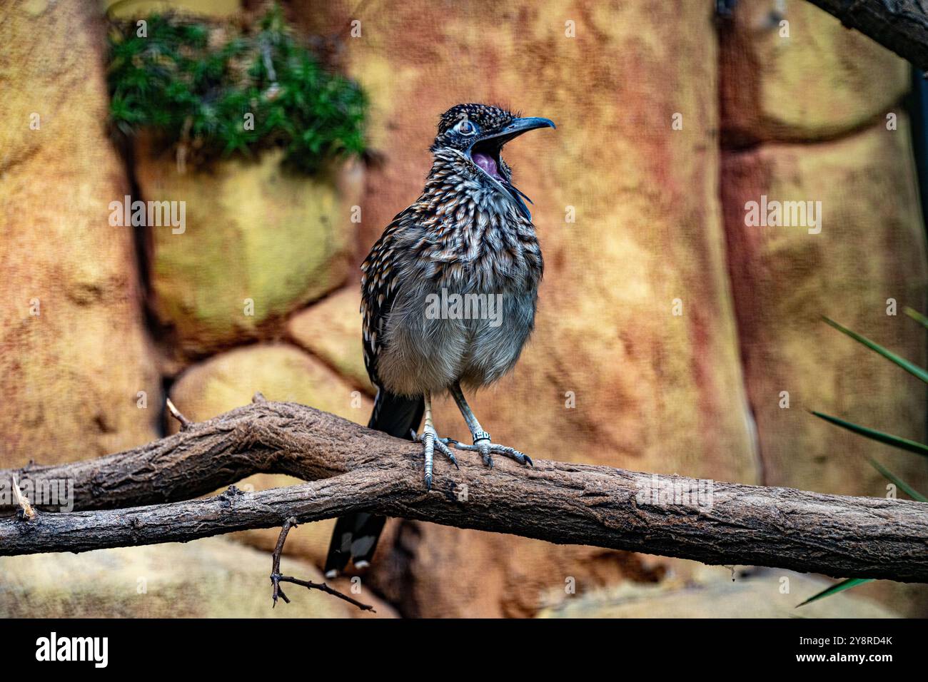 Arizona road runner snake hi-res stock photography and images - Alamy