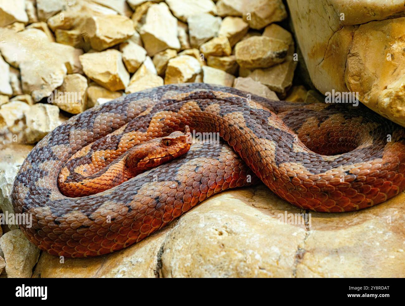 Horned Viper, Long-nosed Viper or Common Sand Adder (Vipera ammodytes ...