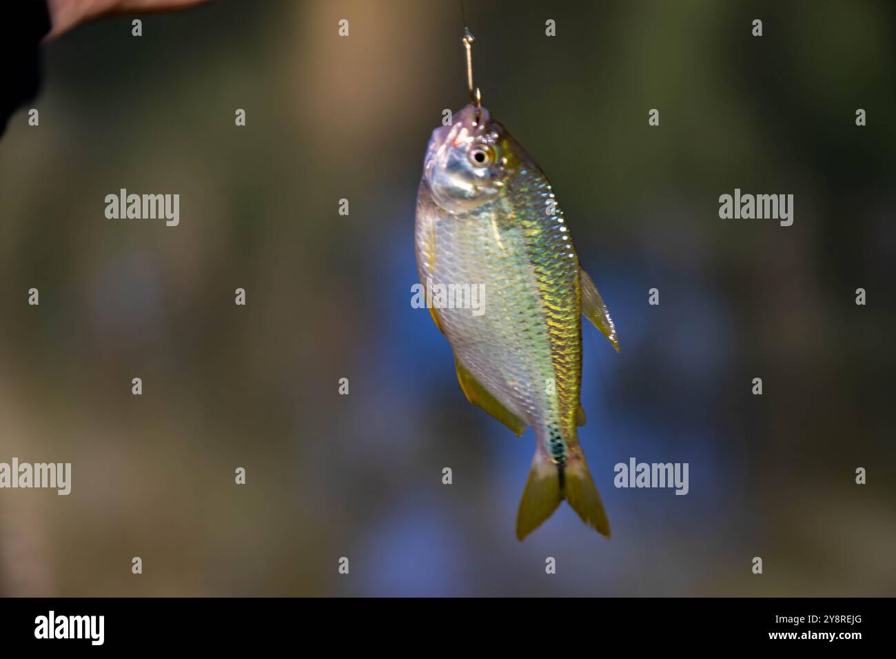 A Brazilian Yellow-tail Lambari (Astyanax altiparanae) - Freshwater ...