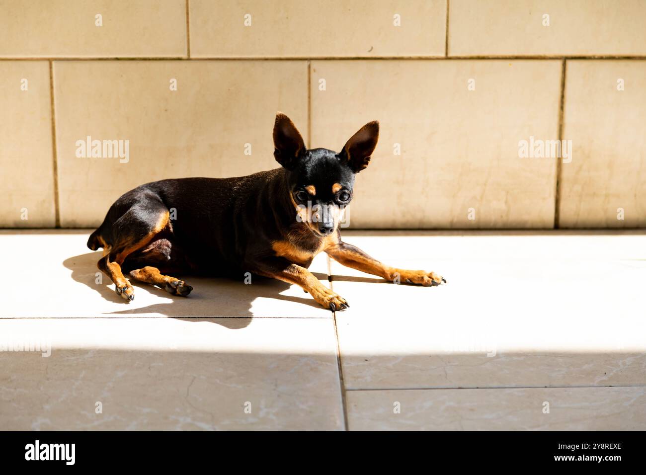 Mini pinscher zwergpinscher dog hi-res stock photography and images - Alamy