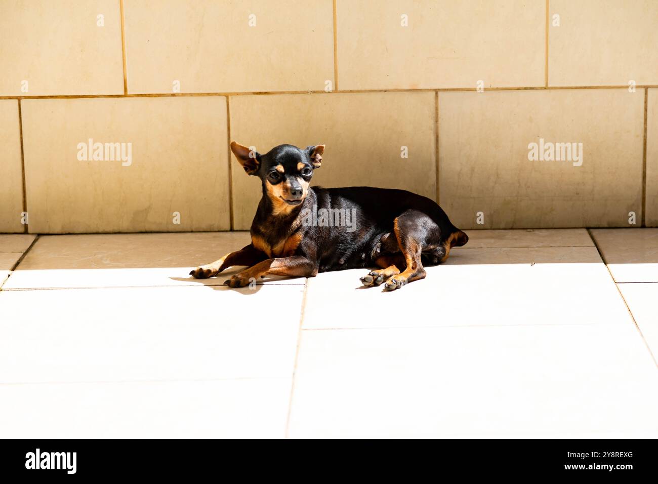Pinscher dog. Beautiful and docile Stock Photo - Alamy