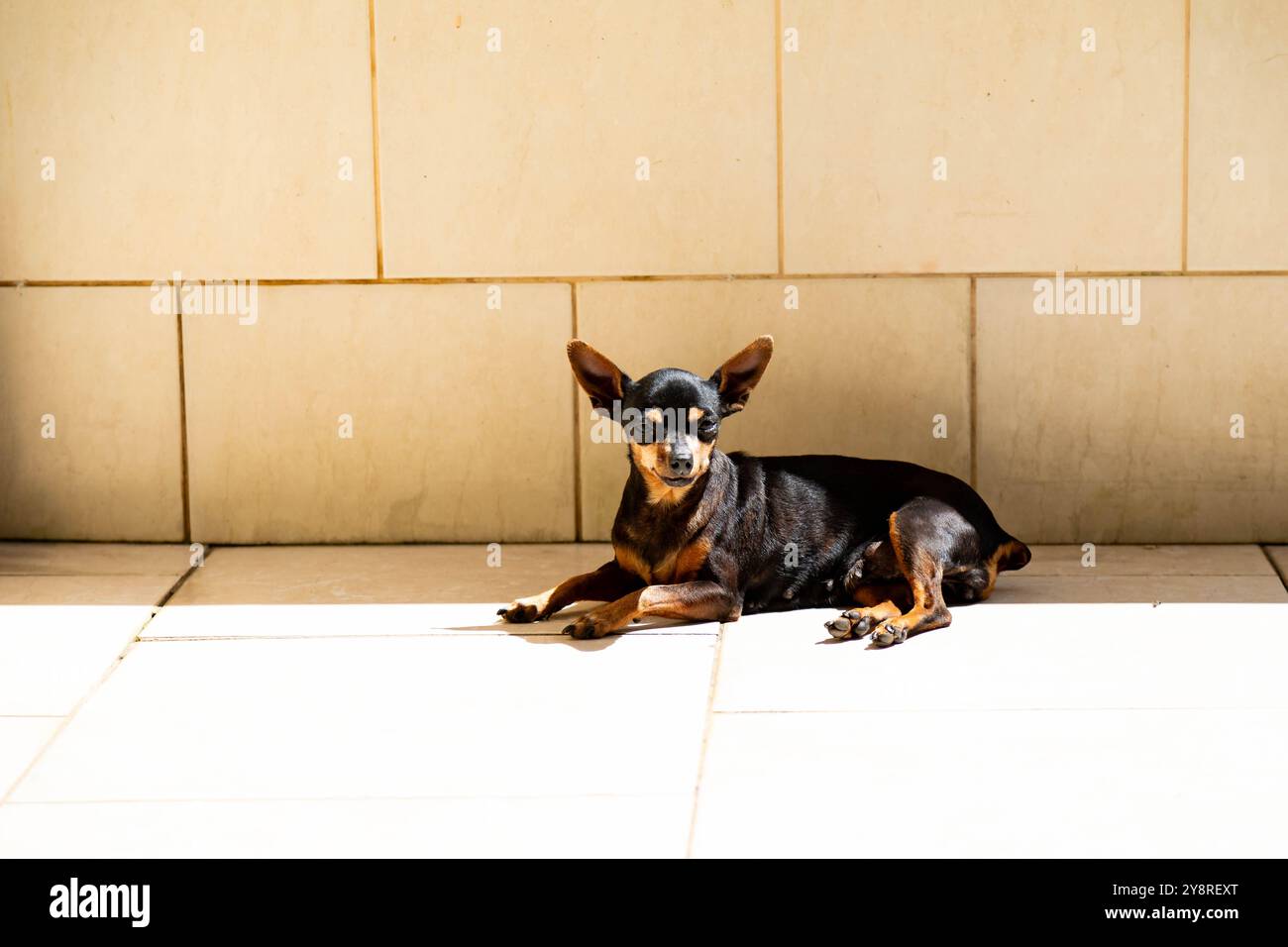 Beautiful young veterinary hi-res stock photography and images - Alamy