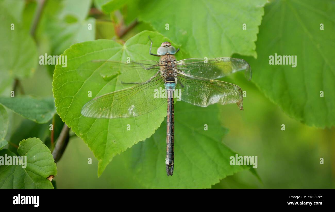 Dragonfly larvae are called nymphs hi-res stock photography and images ...