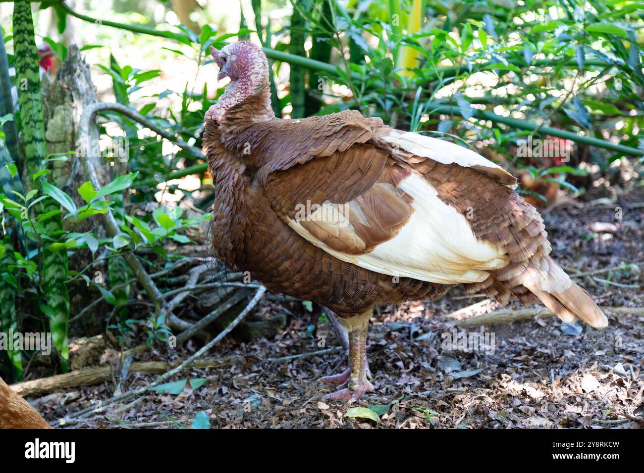 Free-Range Organic and Sustainable Adult Red Turkey Stock Photo - Alamy