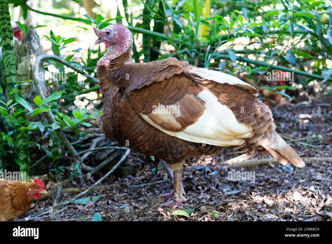 Free-Range Organic and Sustainable Adult Red Turkey Stock Photo - Alamy