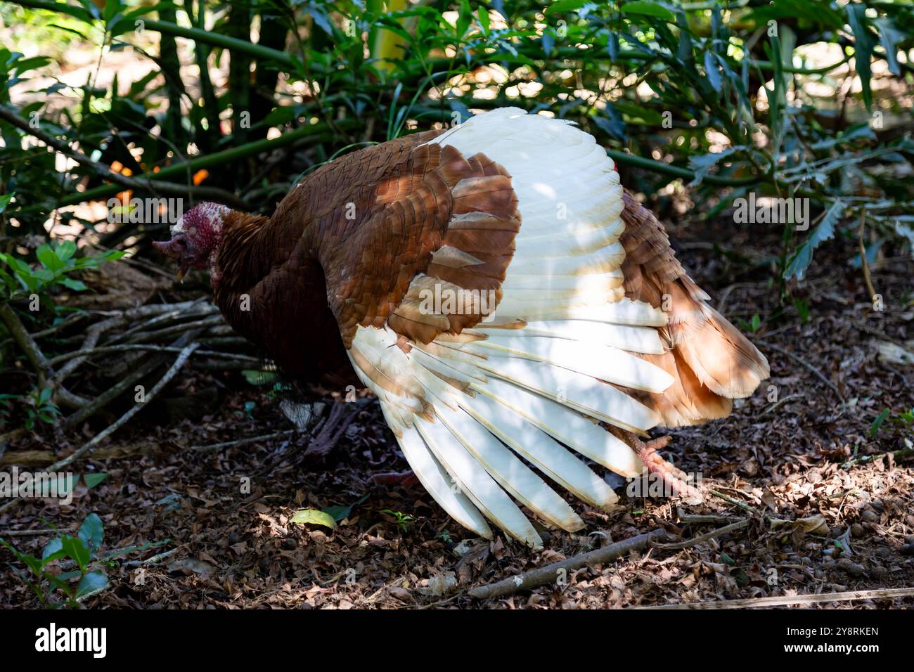 Free-Range Organic and Sustainable Adult Red Turkey Stock Photo - Alamy