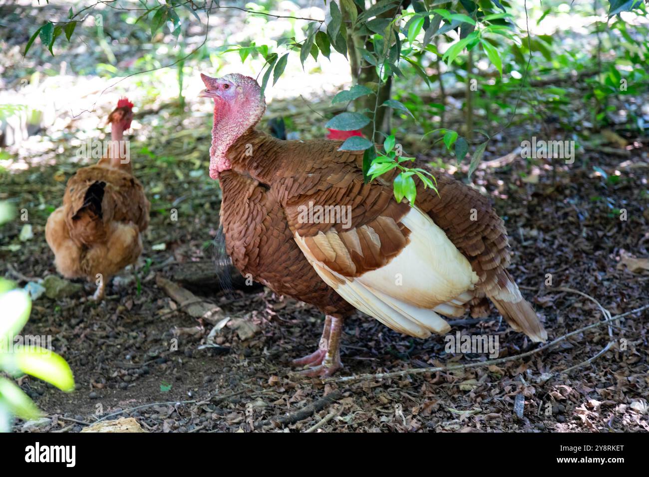Free-Range Organic and Sustainable Adult Red Turkey Stock Photo - Alamy