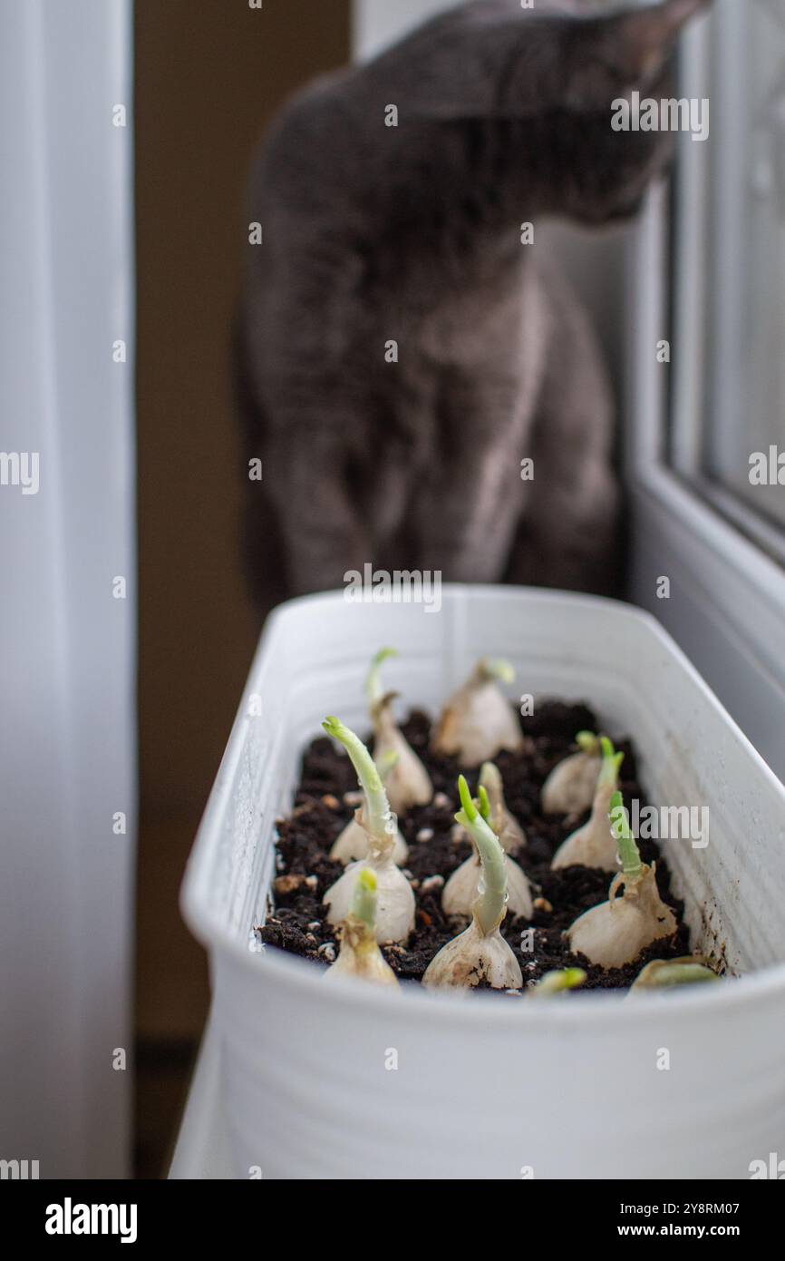 Green onions growing in the flower pot on the windowsill Stock Photo ...
