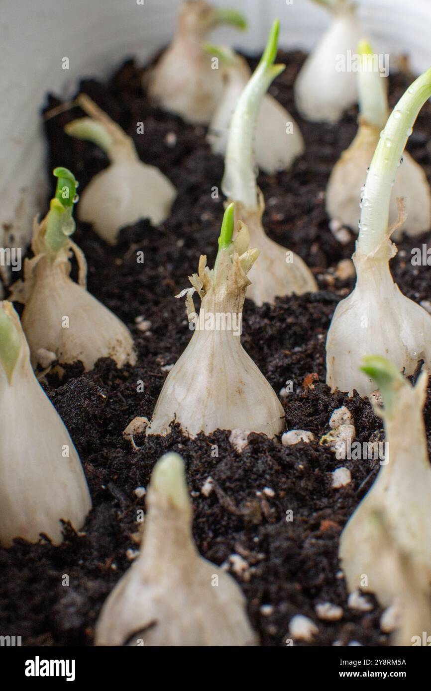 Seedlings green onions in garden hi-res stock photography and images ...