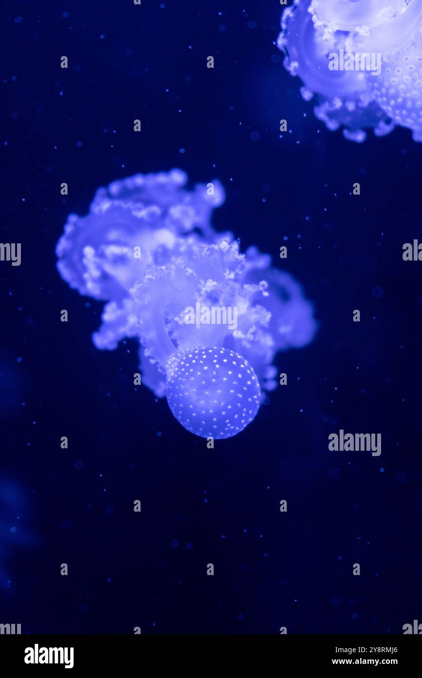 Sea and ocean jellyfish swim in the water close-up. Illumination and ...