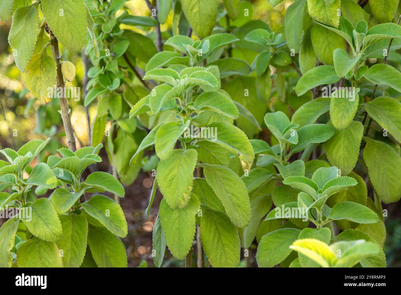 organic medicinal boldo plant in the garden Stock Photo - Alamy