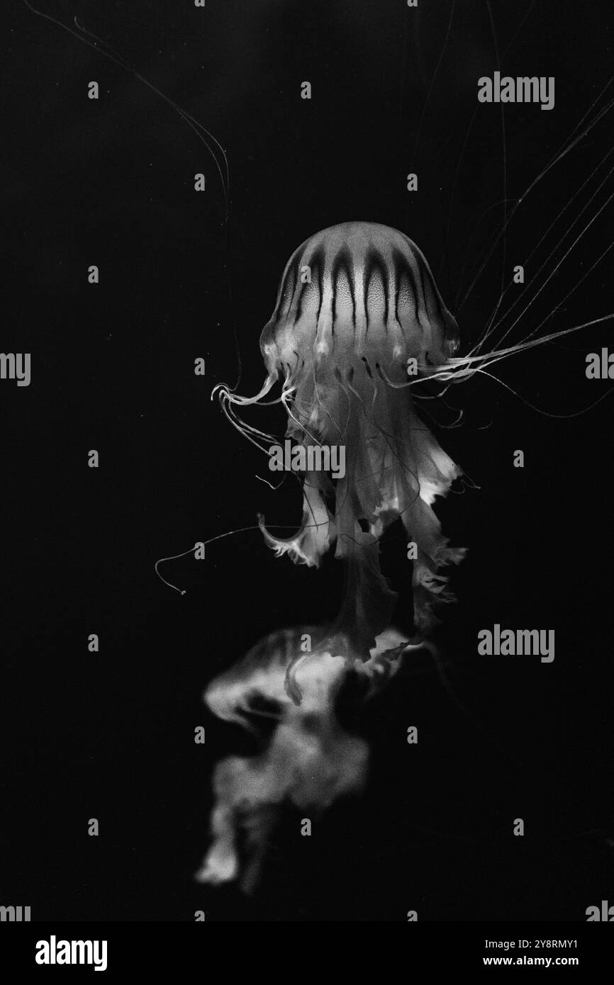 Sea and ocean jellyfish swim in the water close-up. Illumination and ...