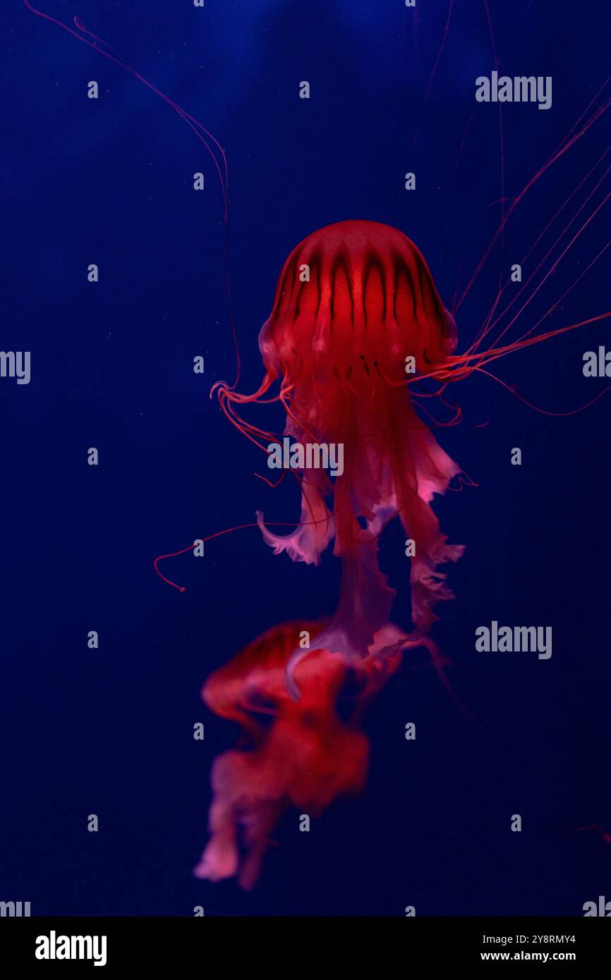 Sea and ocean jellyfish swim in the water close-up. Illumination and ...