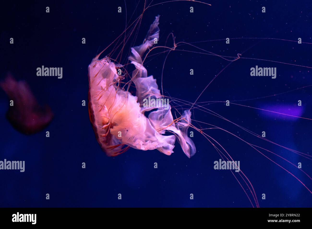Sea and ocean jellyfish swim in the water close-up. Illumination and ...