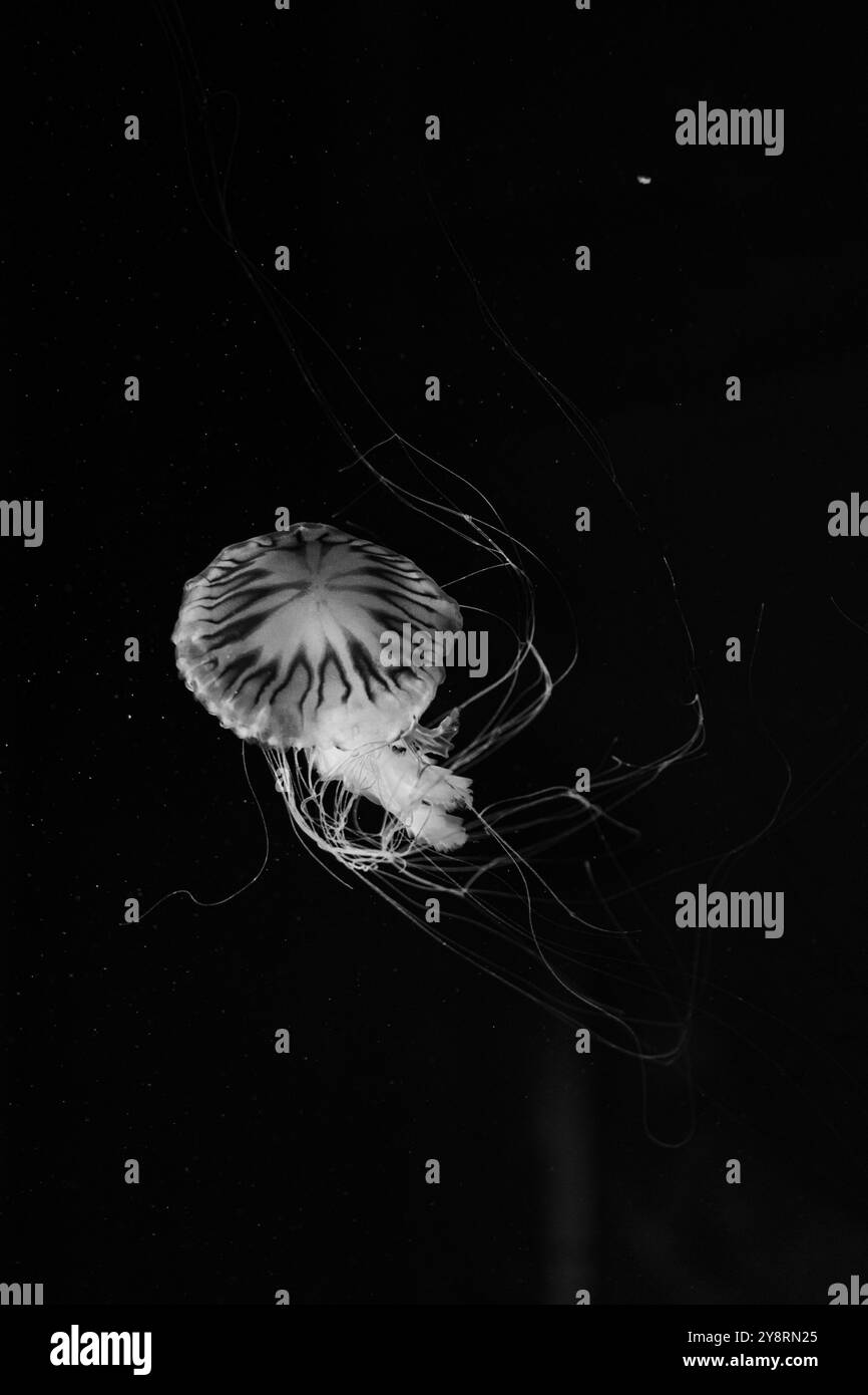 Sea and ocean jellyfish swim in the water close-up. Illumination and ...