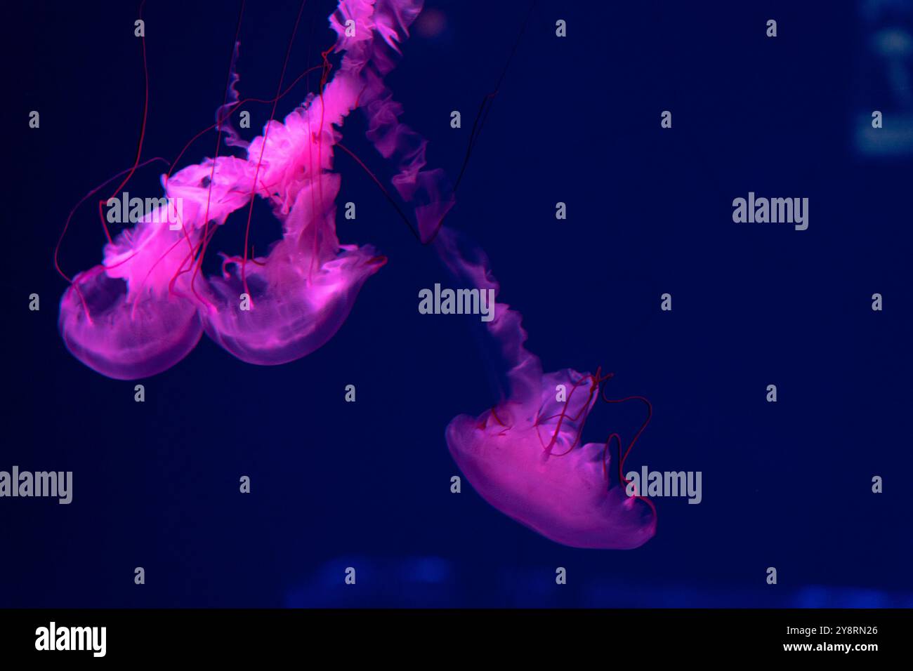 Sea and ocean jellyfish swim in the water close-up. Illumination and ...