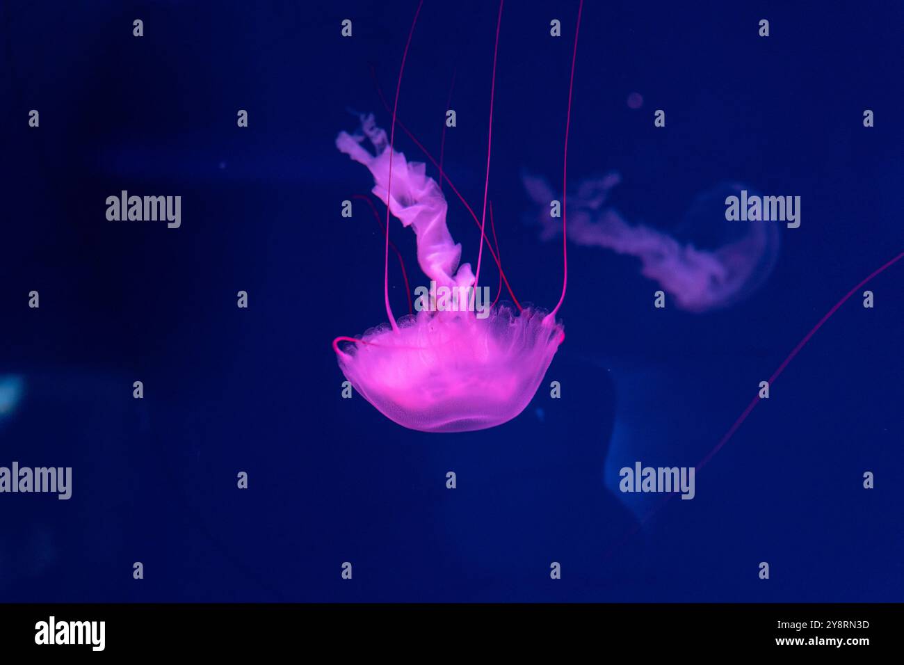 Sea and ocean jellyfish swim in the water close-up. Illumination and ...