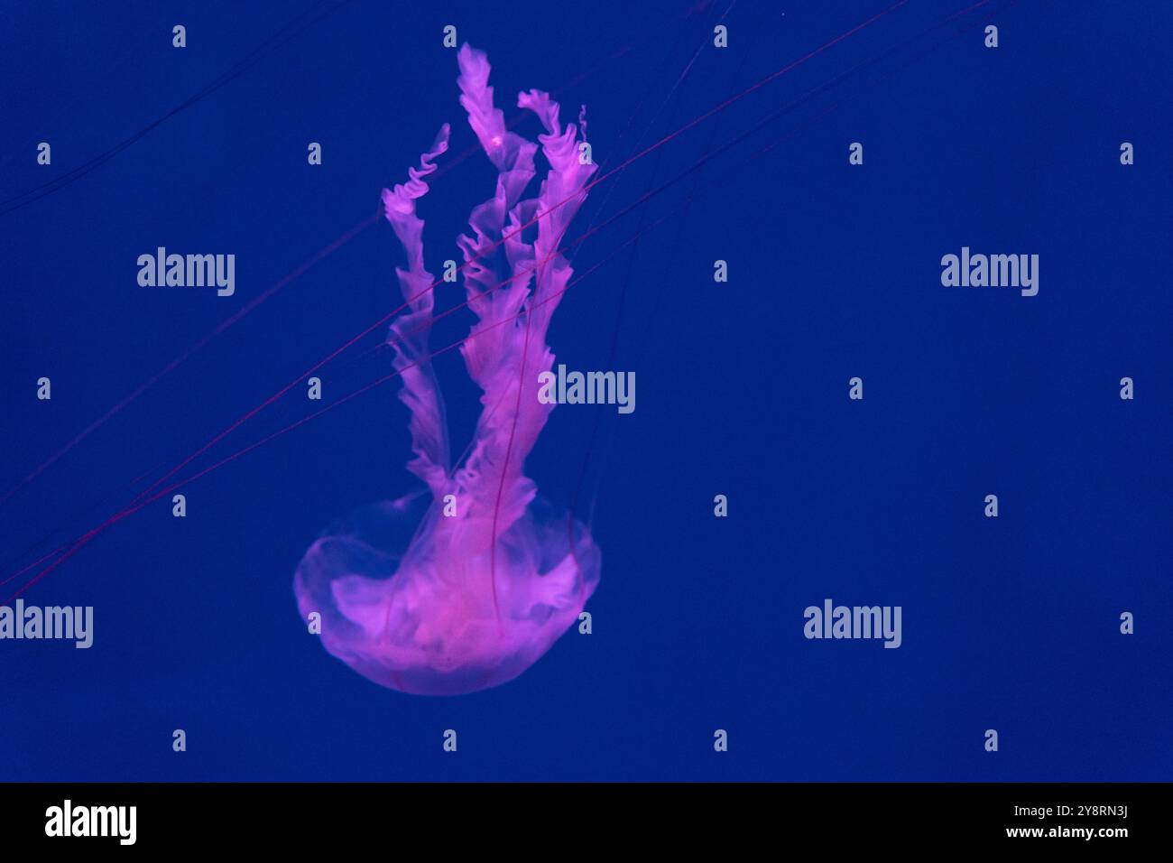 Sea and ocean jellyfish swim in the water close-up. Illumination and ...