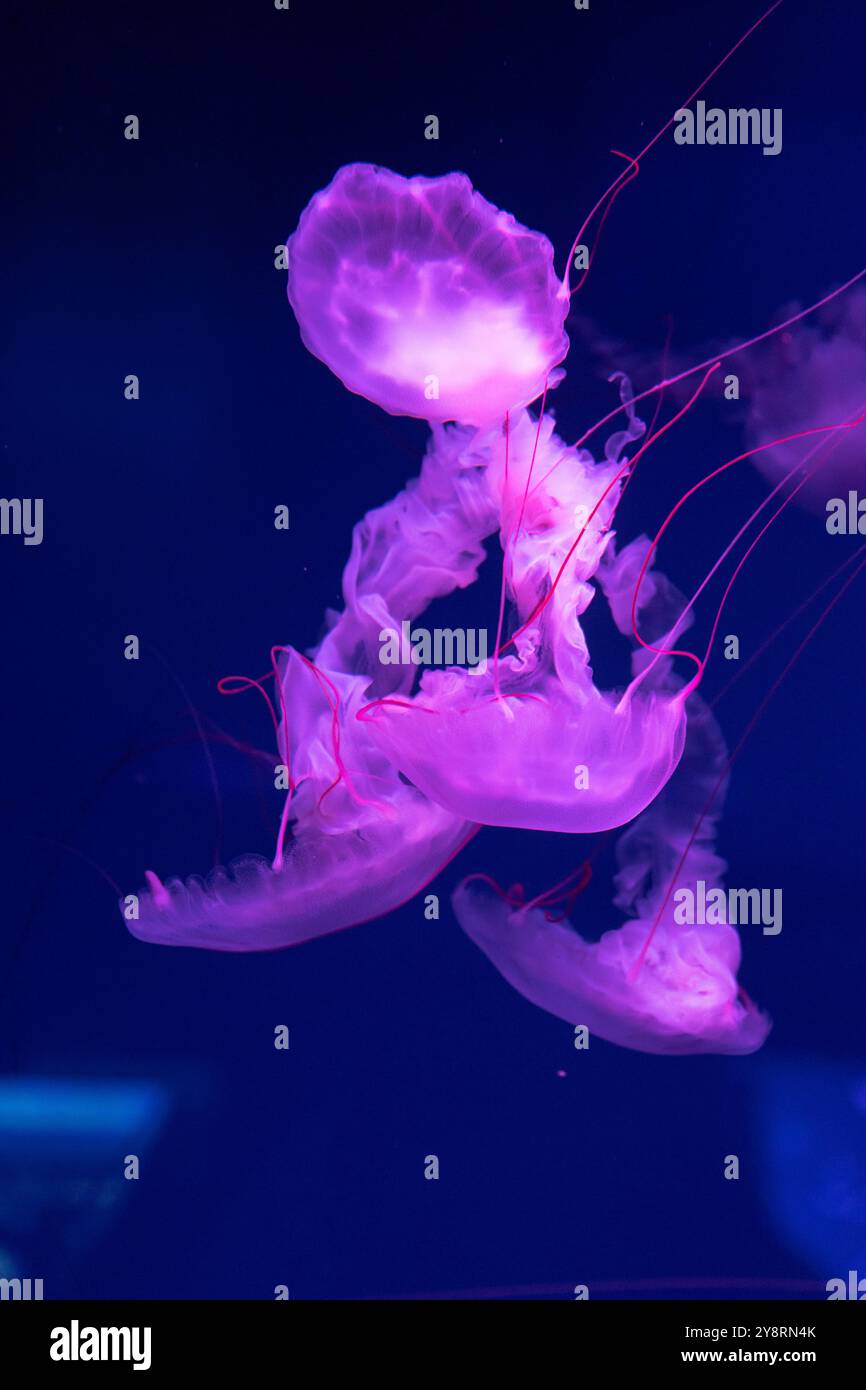Sea and ocean jellyfish swim in the water close-up. Illumination and ...