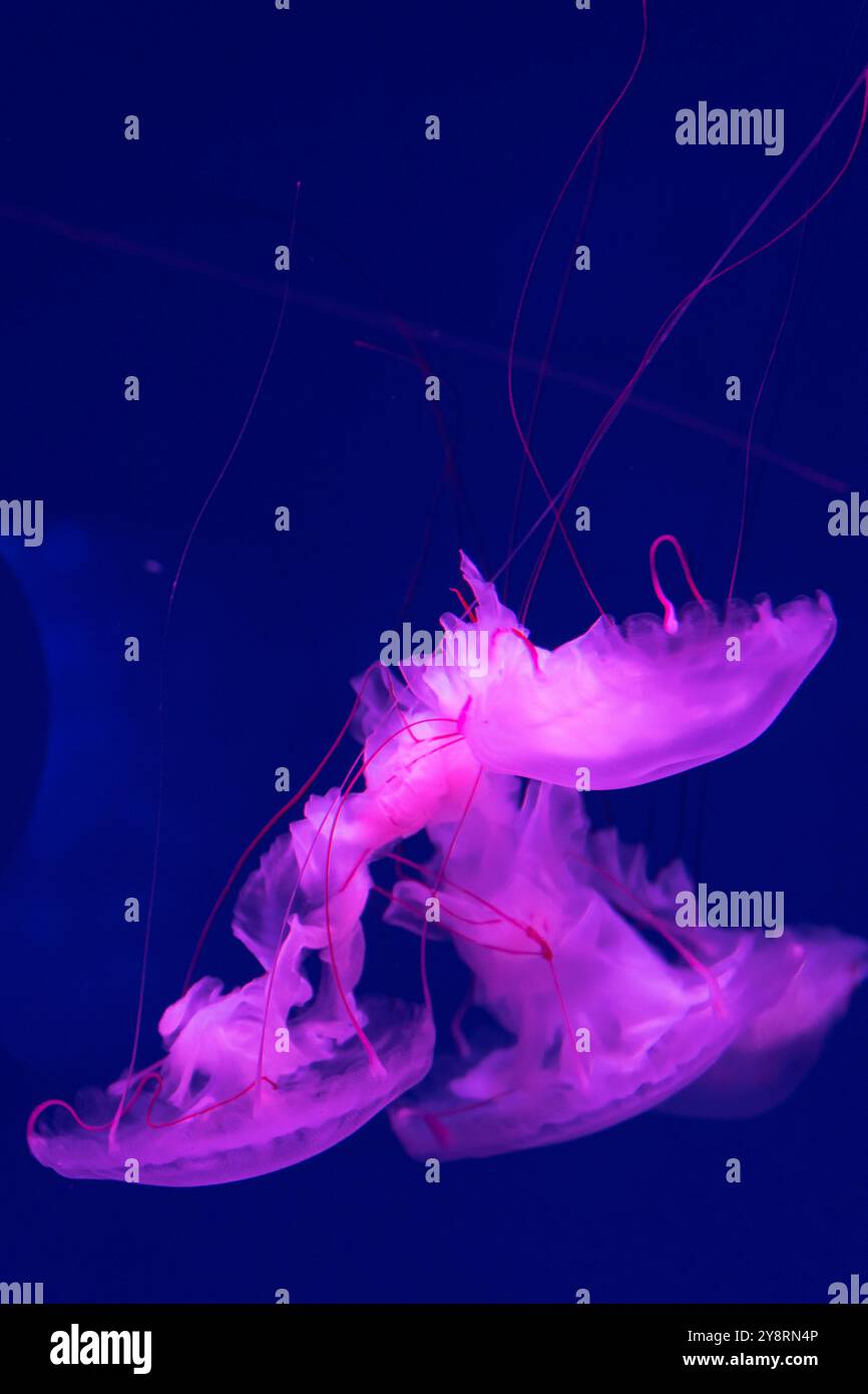 Sea and ocean jellyfish swim in the water close-up. Illumination and ...