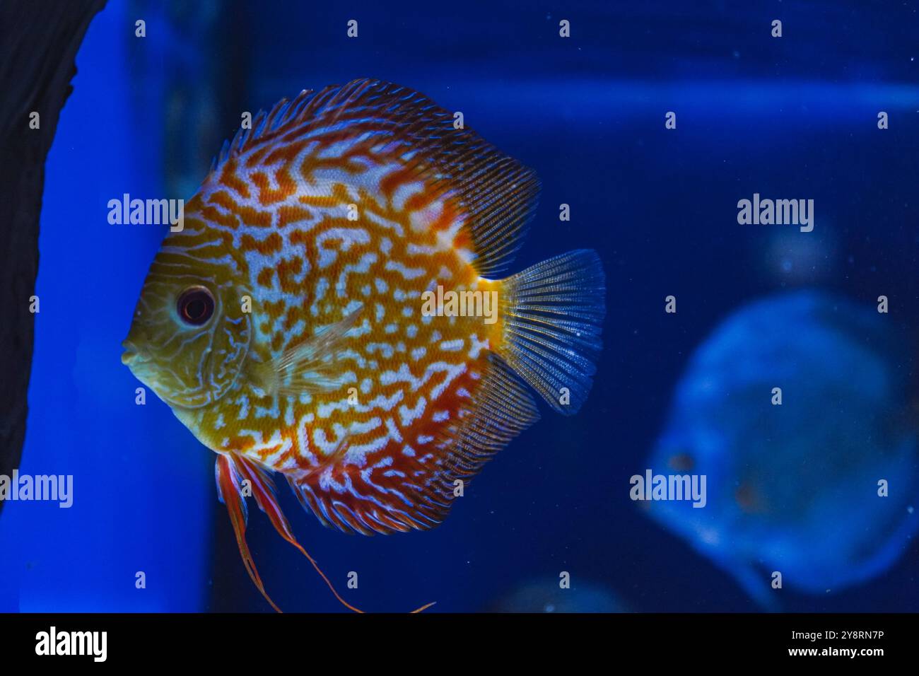 Discus, colorful cichlids in the aquarium, freshwater fish that lives ...