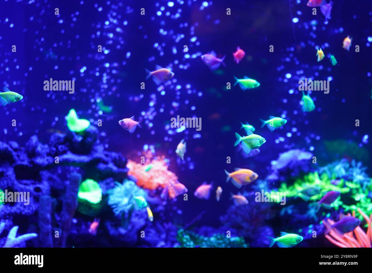 A flock of beautiful neon glowing fish in a dark aquarium with neon ...