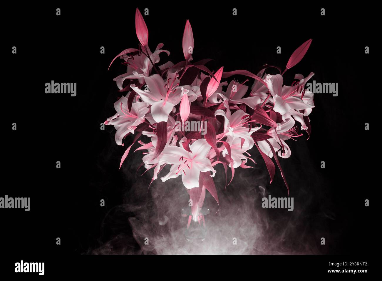 Lily branch in the rays of light on a black background. delicate, white ...